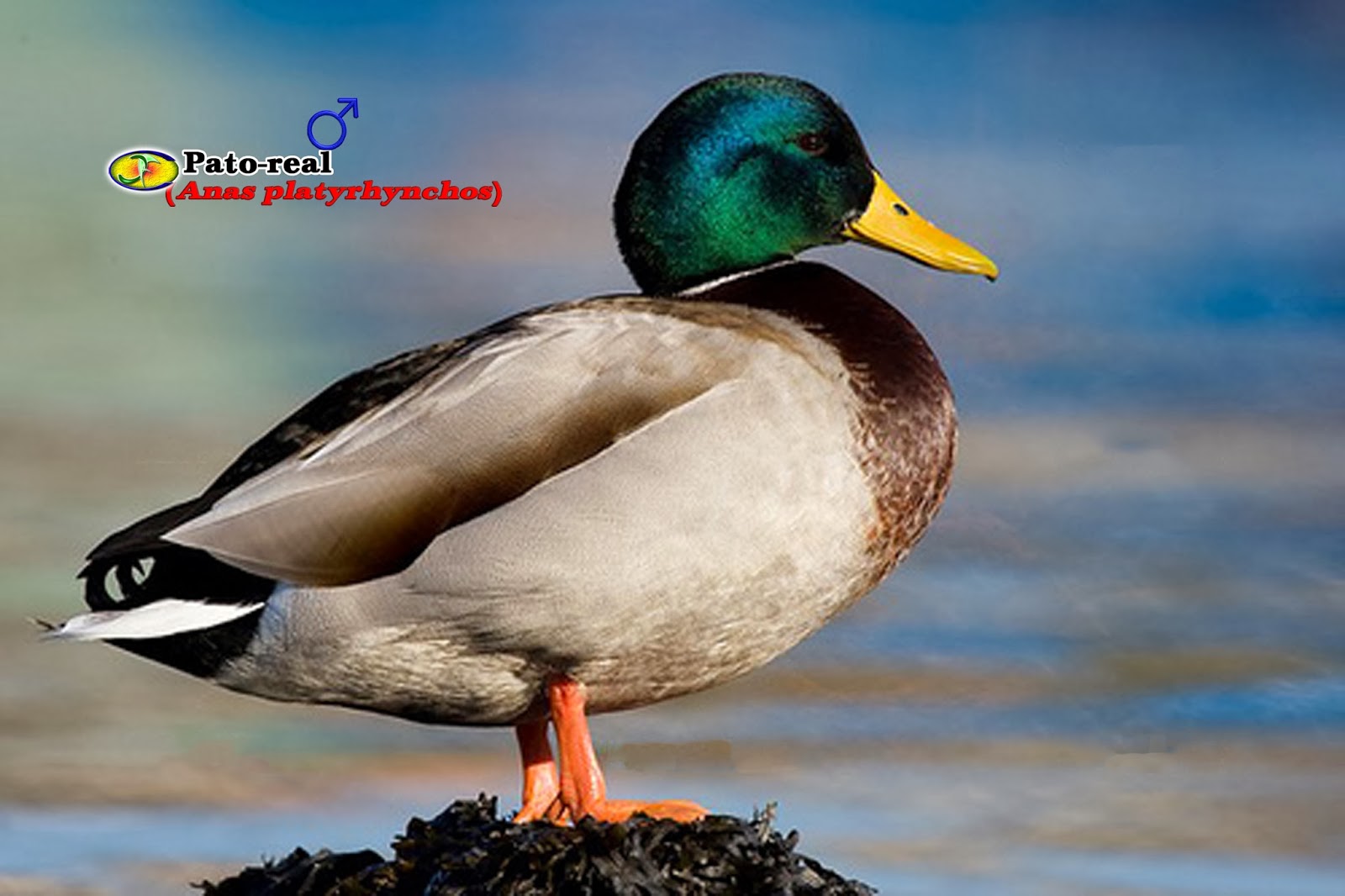 ORNITOLOGIA: Pato-real (Anas platyrhynchos)